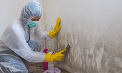 Top Rated Mold Removal & Repair Contractors for Cook County, IL
