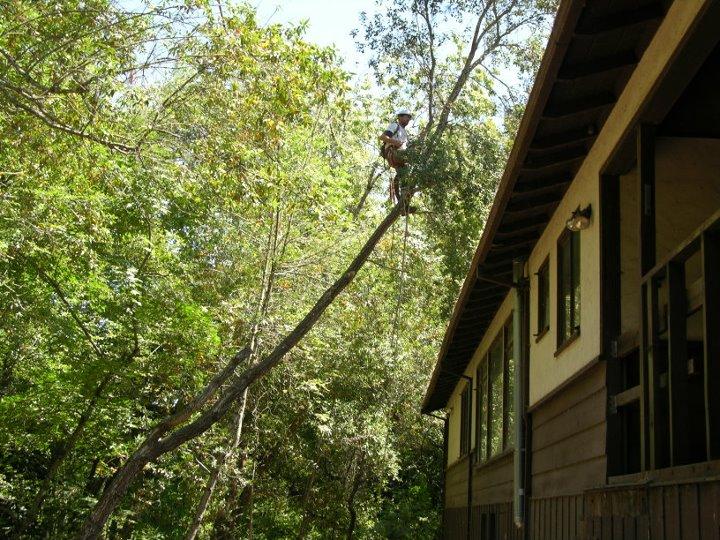 Fine Tree Care | Diamond Certified