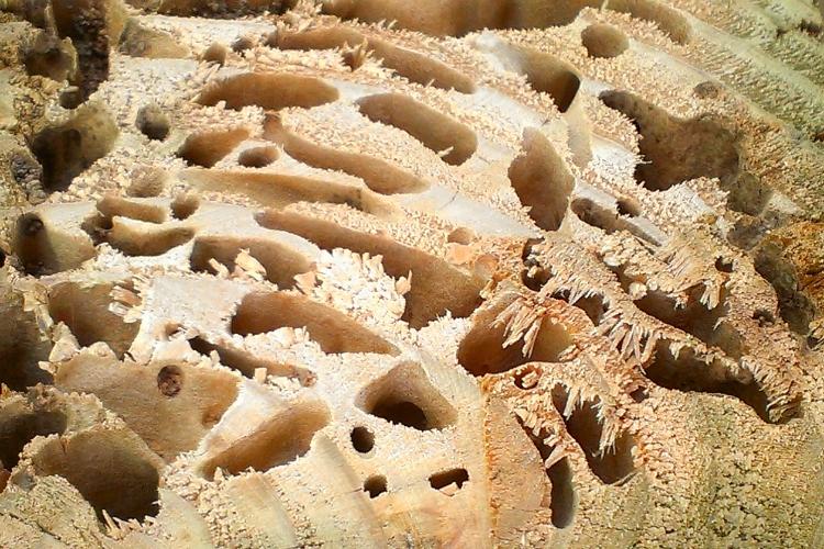 Thrasher Termite & Pest Control, Inc. | Diamond Certified