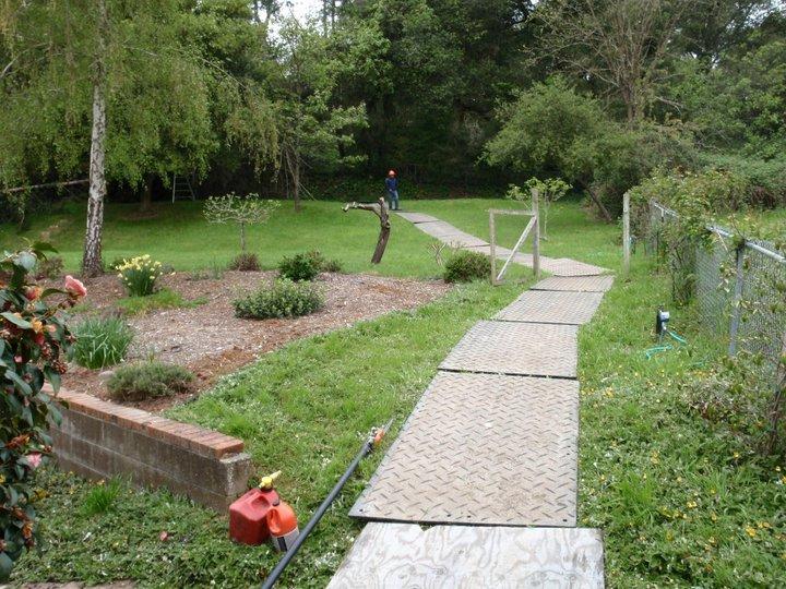 Fine Tree Care | Diamond Certified