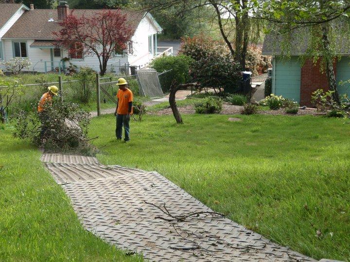 Fine Tree Care | Diamond Certified