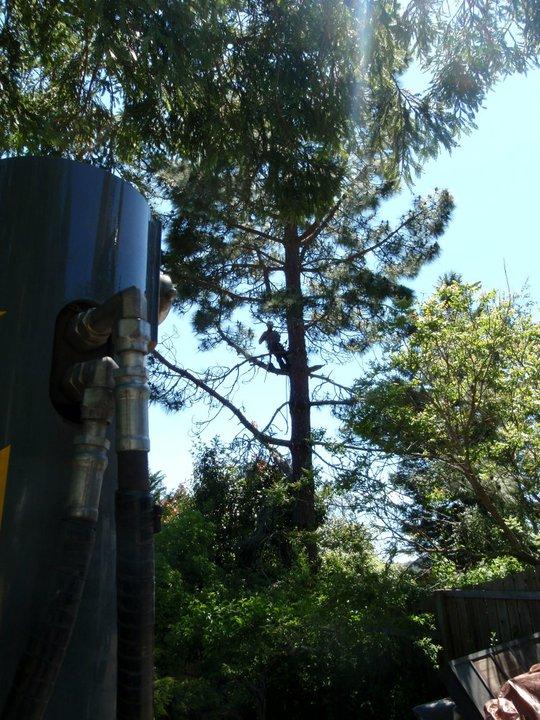 Fine Tree Care | Diamond Certified