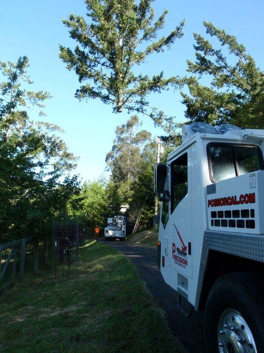 Fine Tree Care | Diamond Certified
