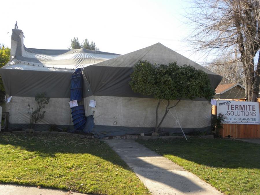 Proven Termite Solutions | Diamond Certified