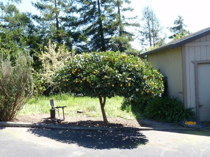 Fine Tree Care | Diamond Certified