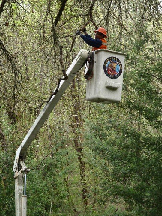 Fine Tree Care | Diamond Certified