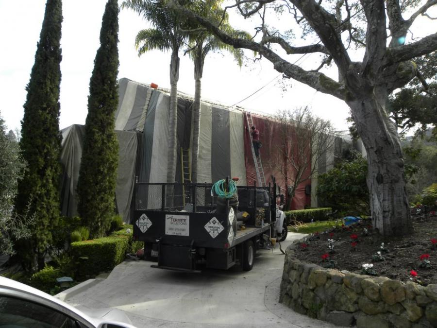 Proven Termite Solutions | Diamond Certified