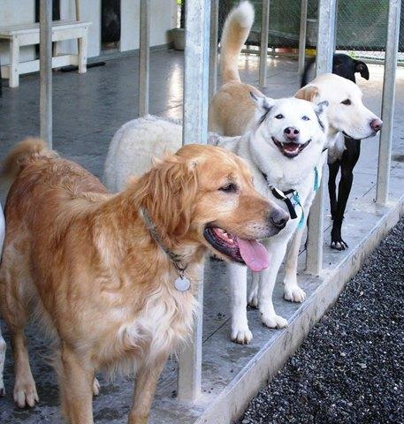Four Paws Pet Ranch | Sonoma County Pet Boarding | Diamond Certified