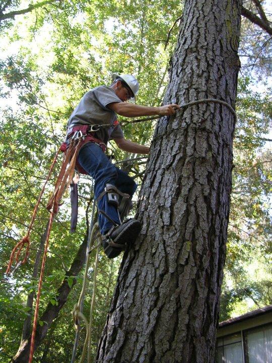 Fine Tree Care | Diamond Certified