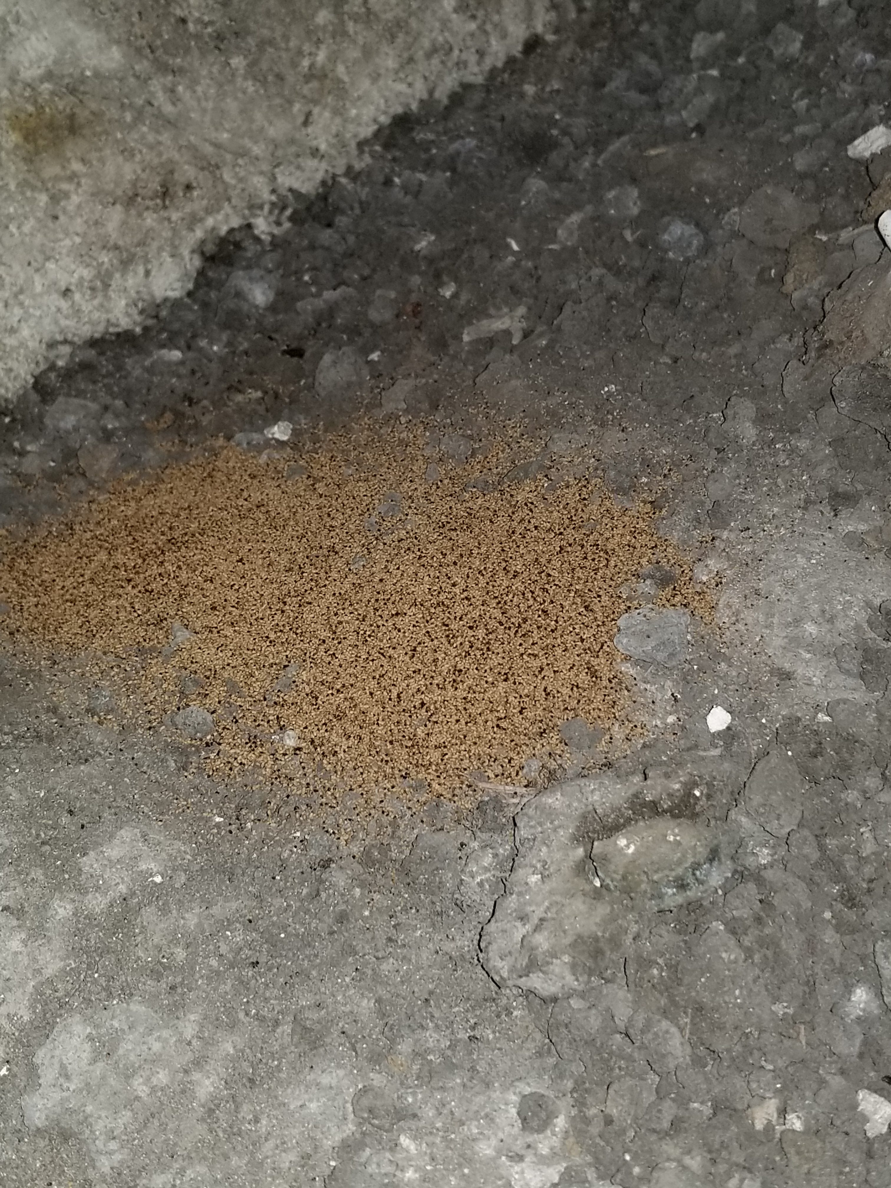 Hi Tech Termite Control of the Bay Area, Inc. | Diamond Certified