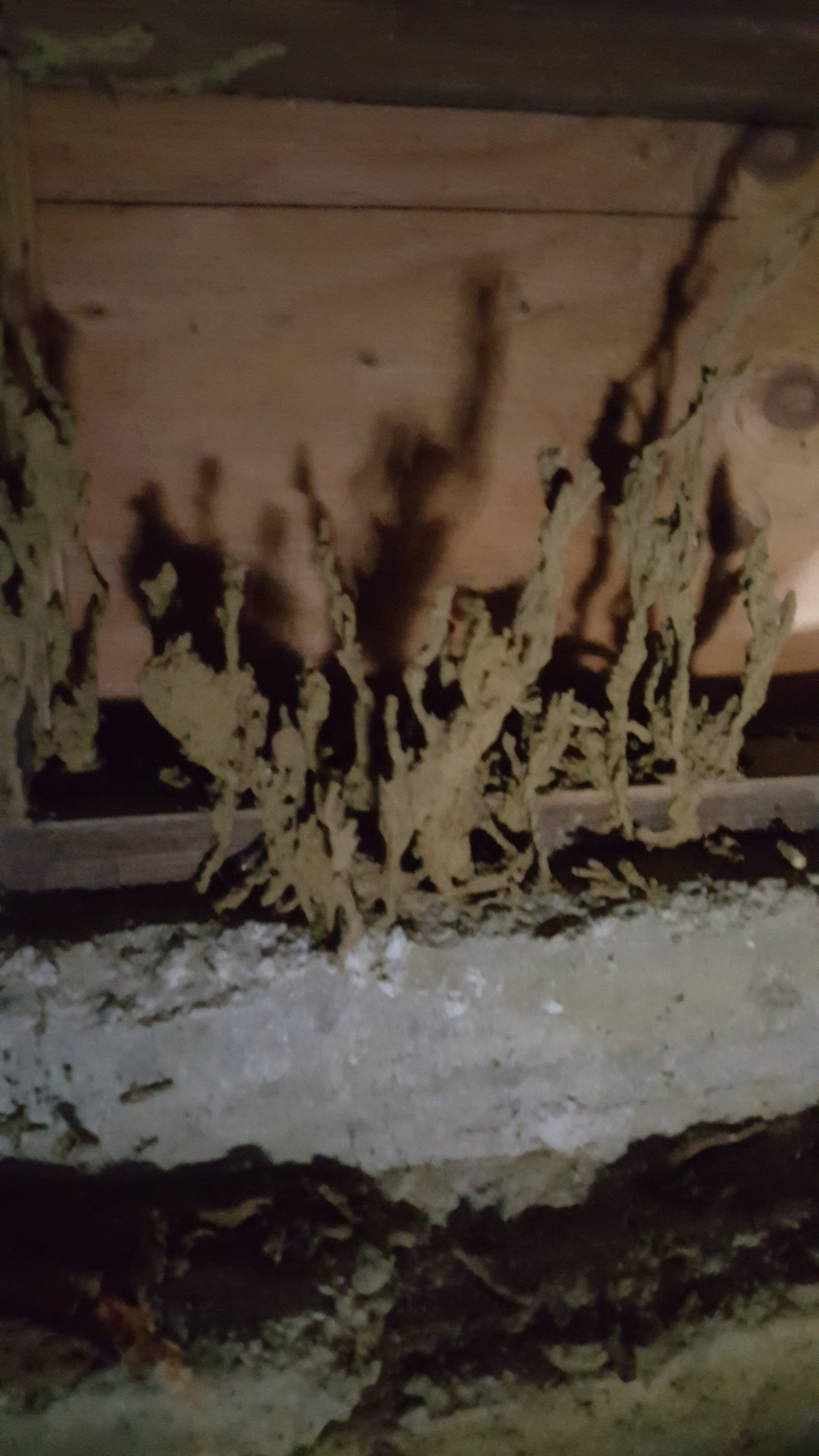 Hi Tech Termite Control of the Bay Area, Inc. | Diamond Certified