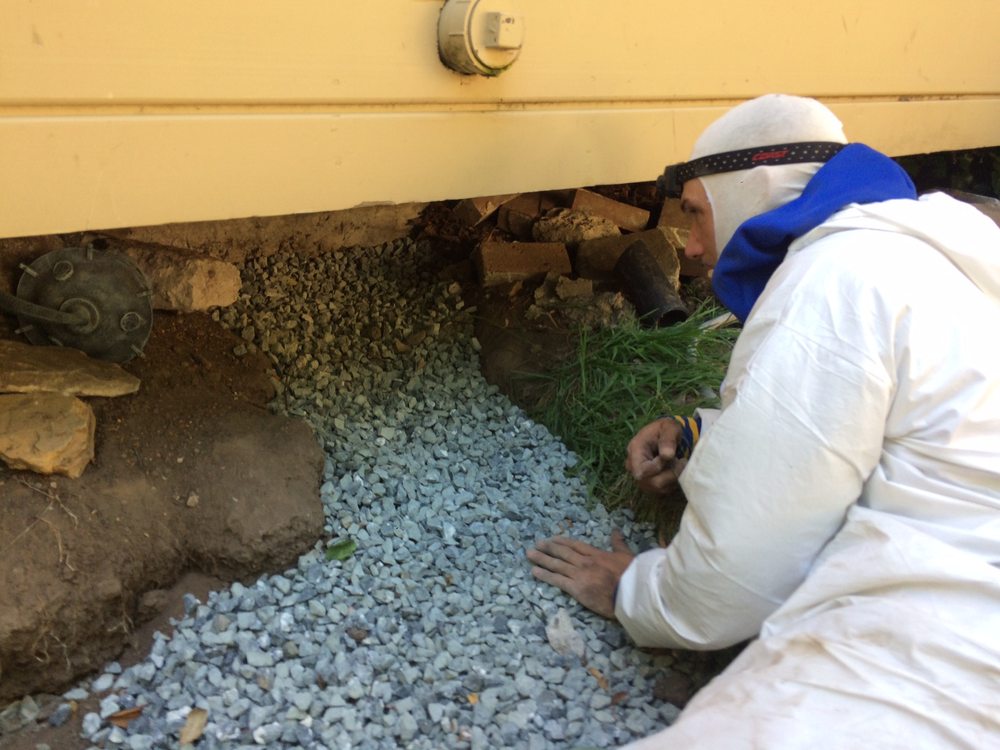 Alley Cat | Diamond Certified | Oakland Attic Cleaning & Rodent Control