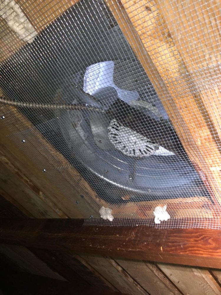 Alley Cat | Diamond Certified | Oakland Attic Cleaning & Rodent Control