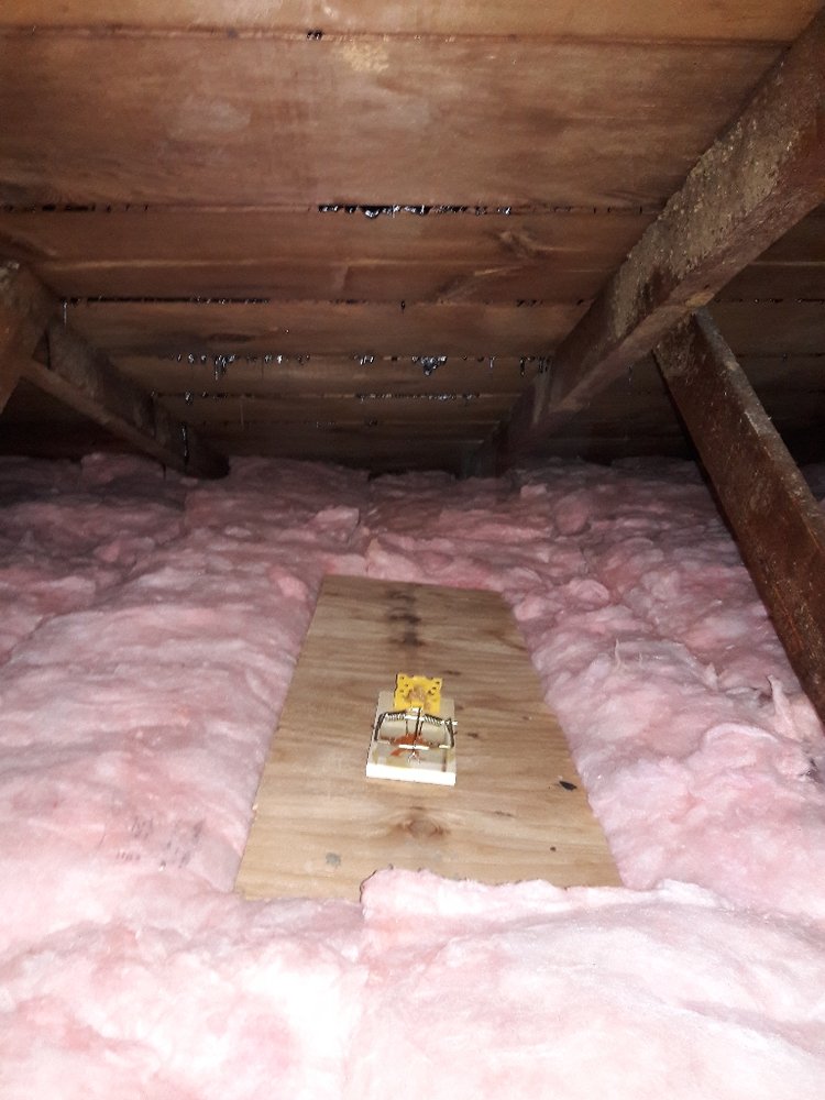 Alley Cat | Diamond Certified | Oakland Attic Cleaning & Rodent Control