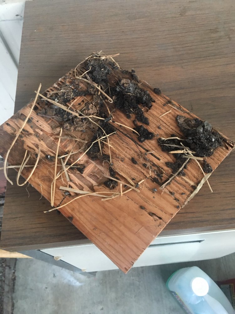 Great Wall Termite Control | Diamond Certified