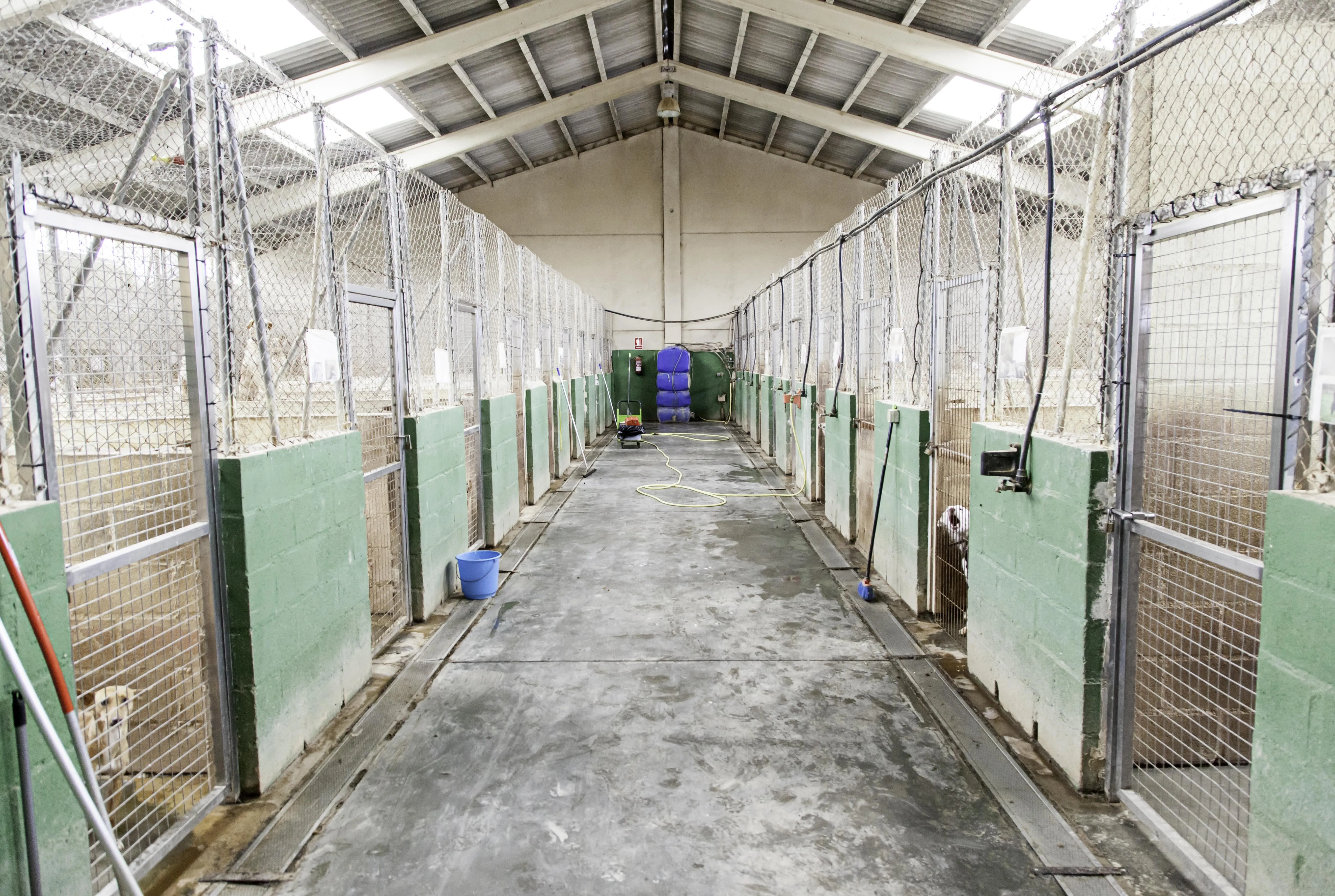 Preparing for Your Dog’s First Kennel Stay | Diamond Certified